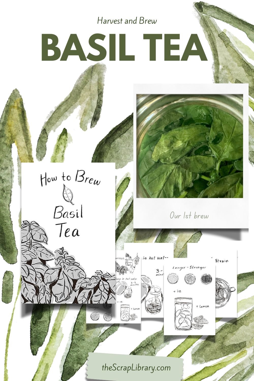 A Simple Illustrated Guide to Brewing Basil Tea - The Scrap Library